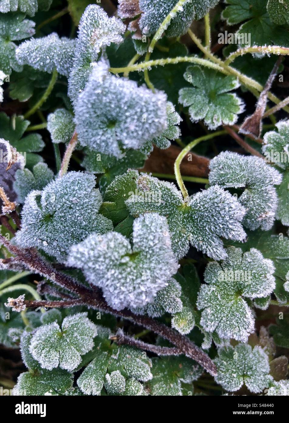 Frosty times hi-res stock photography and images - Alamy