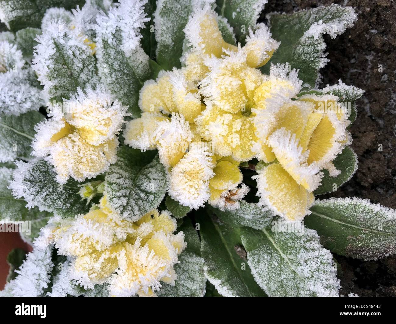 Ice on flowers hi-res stock photography and images - Alamy