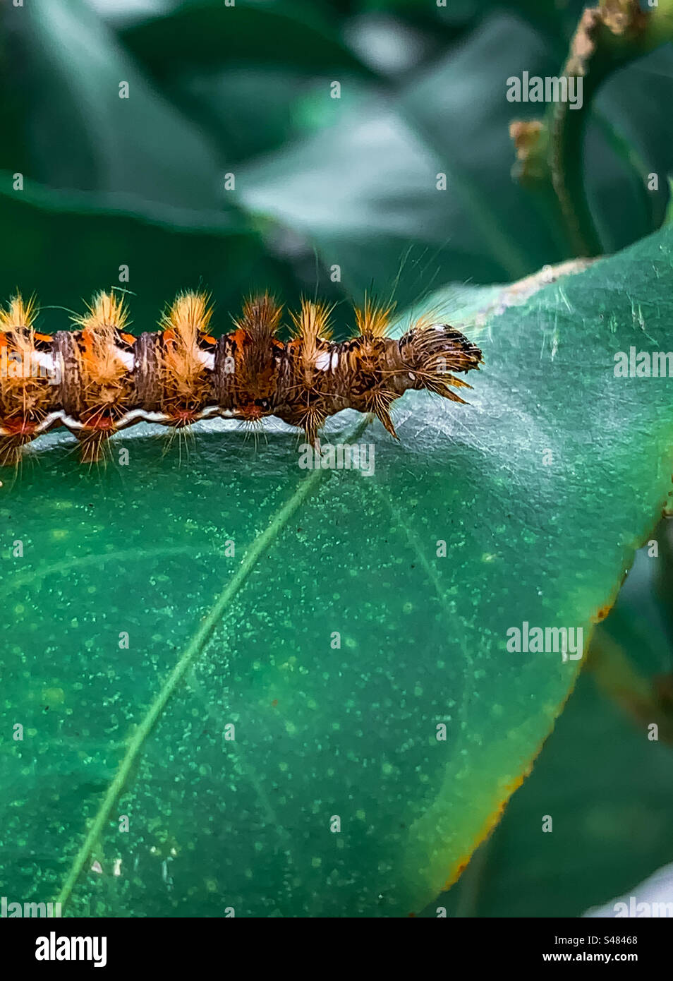 Knot grass moth caterpillar on lemon tree leaf Stock Photo - Alamy
