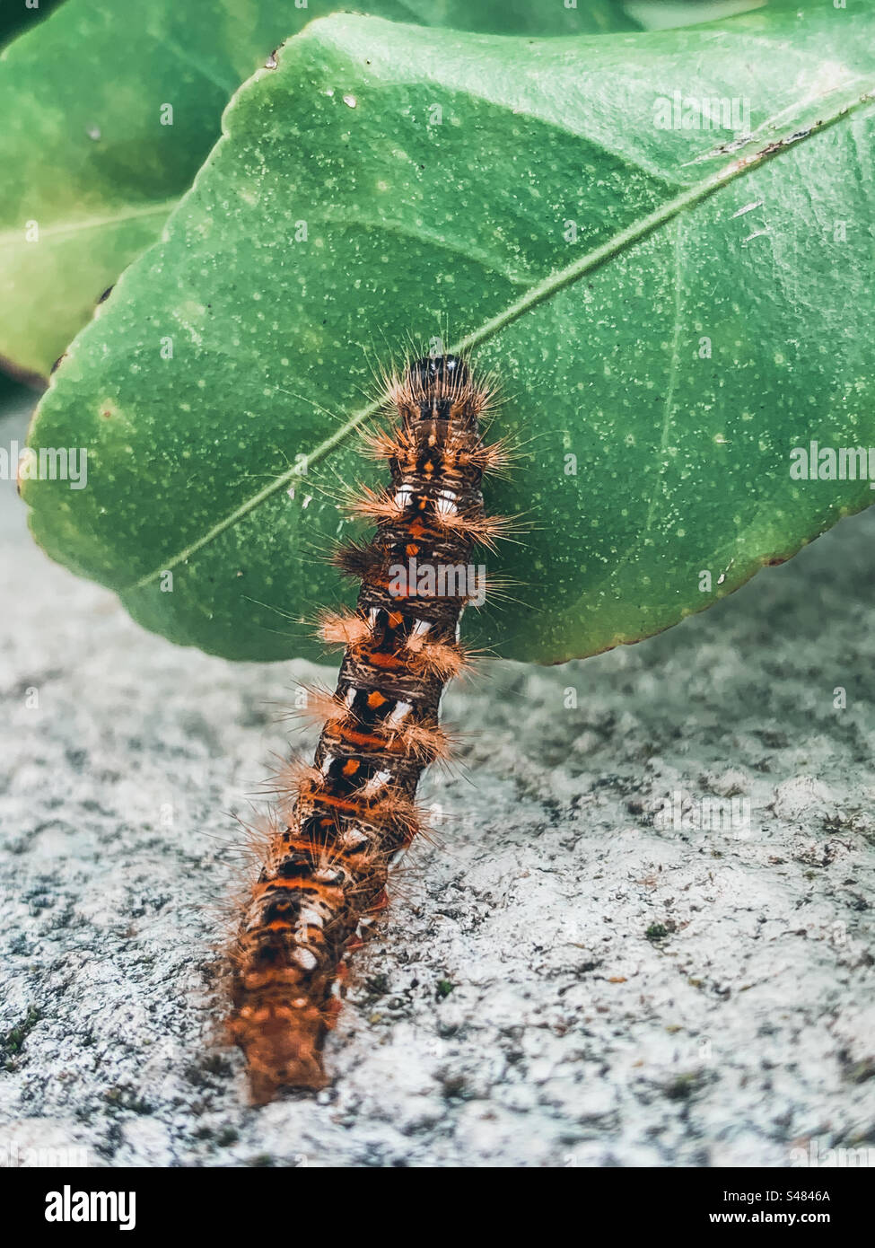 Knot grass moth caterpillar on lemon tree leaf Stock Photo - Alamy