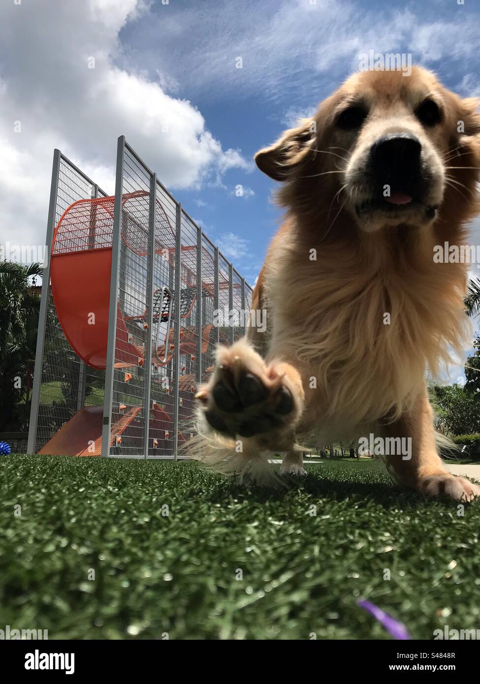 Paw five hi-res stock photography and images - Alamy