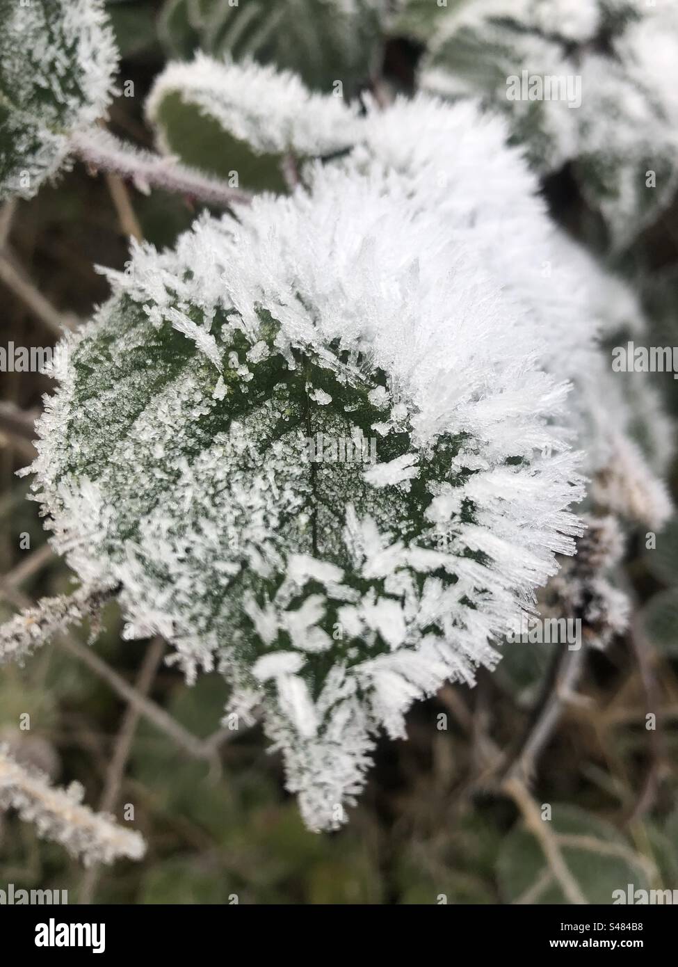 Frost on a nettle leaf hi-res stock photography and images - Alamy
