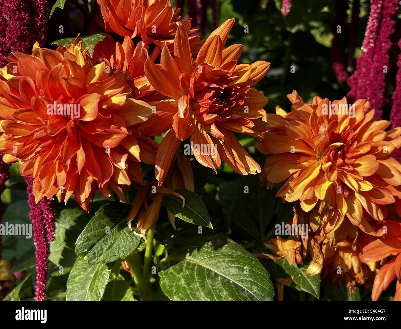 Gorgeous blooms hi-res stock photography and images - Alamy