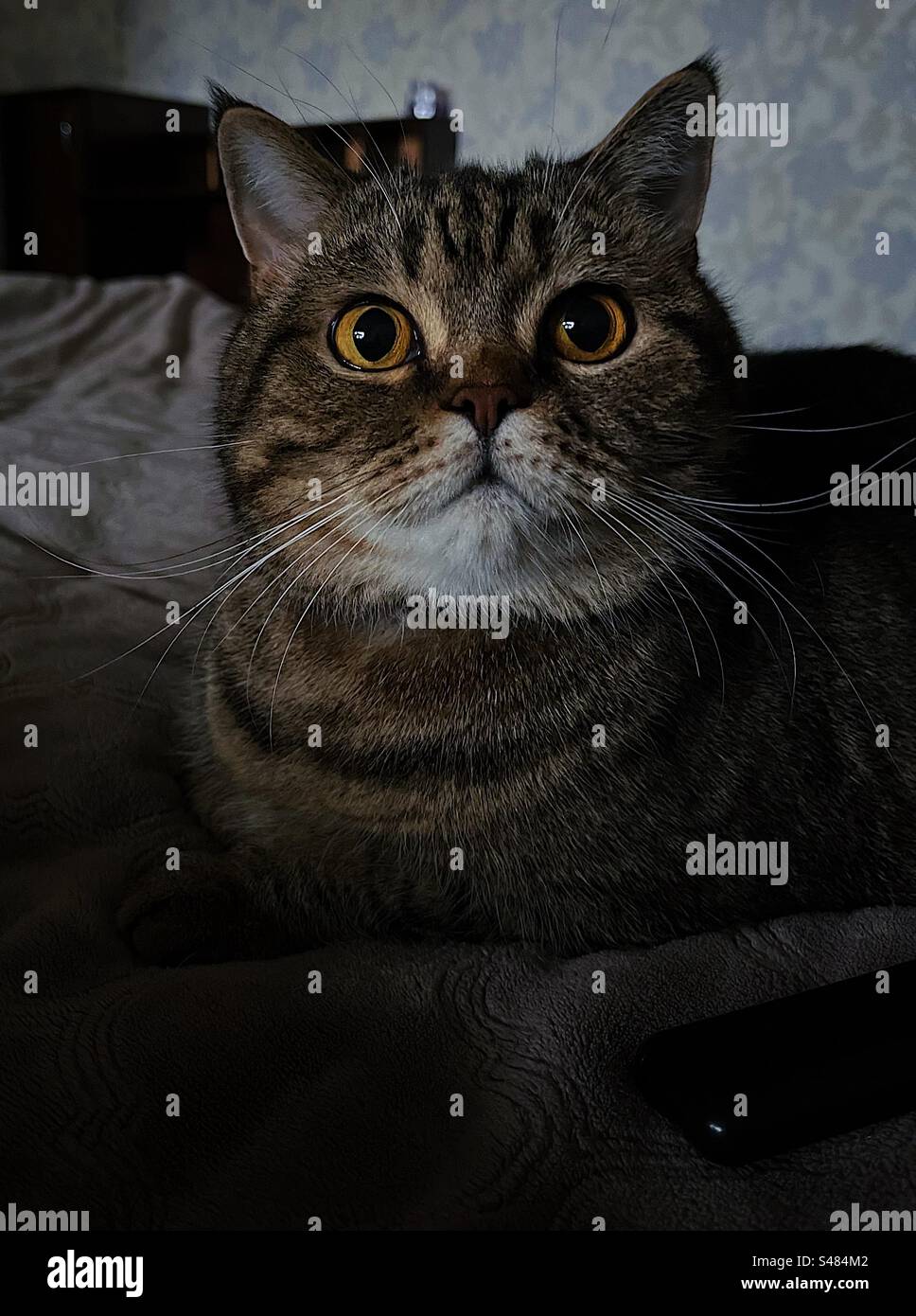 Scottish eyes hi-res stock photography and images - Alamy