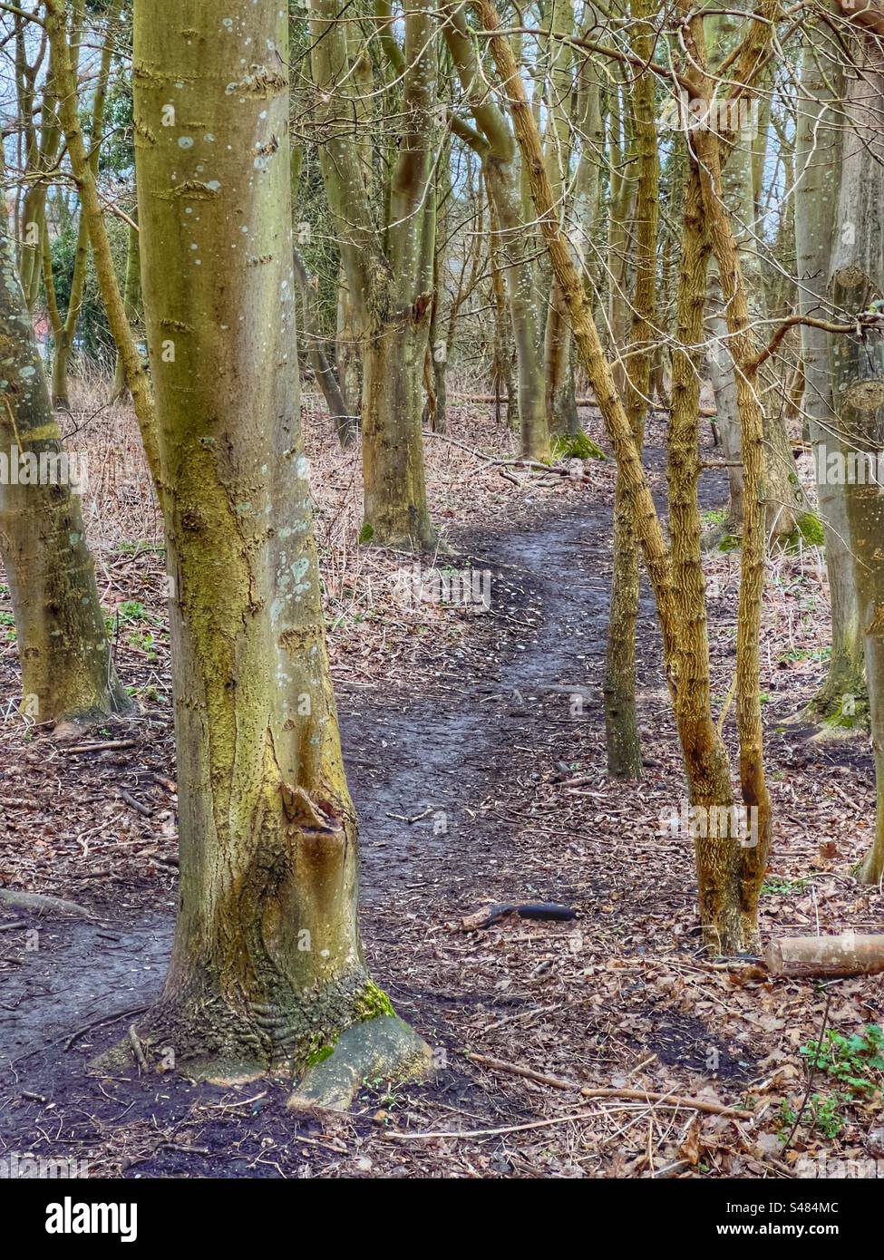 Ash path hi-res stock photography and images - Alamy