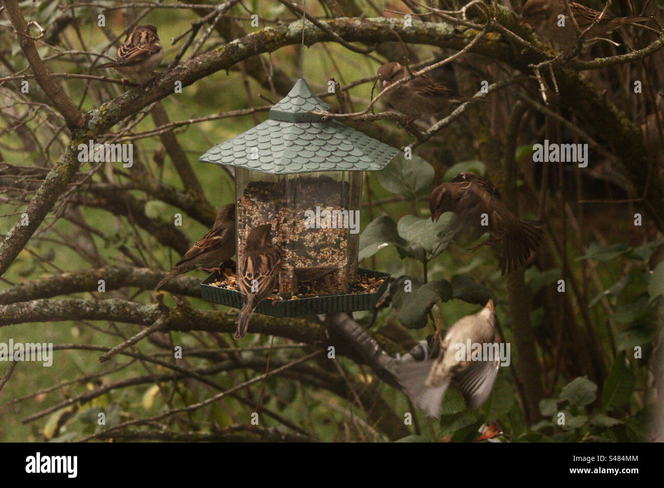 Battle bird hi-res stock photography and images - Alamy