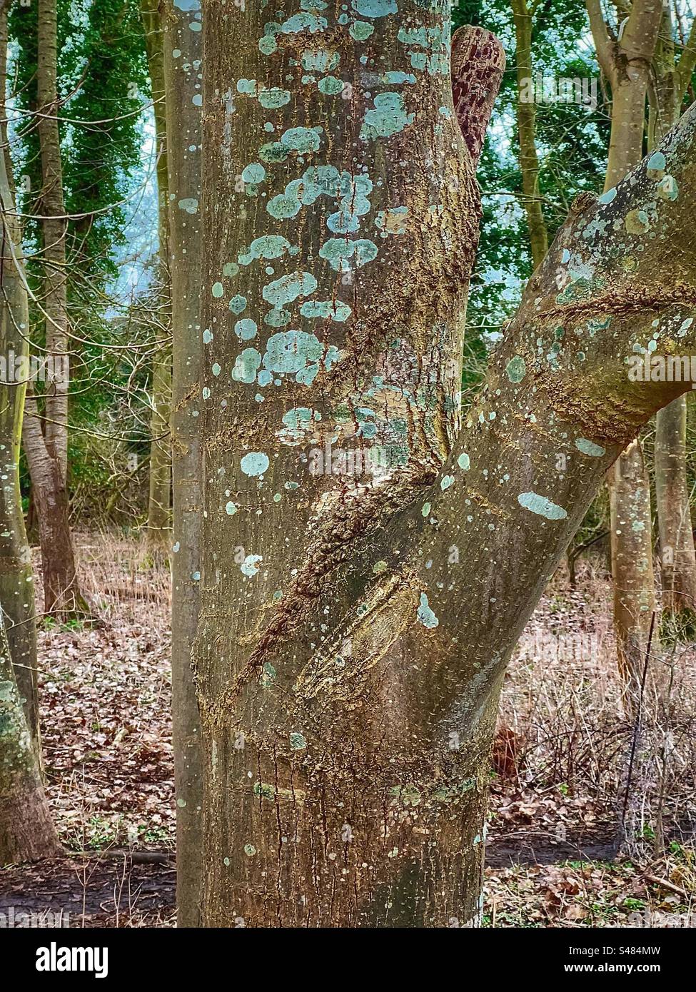 Ash tree bark hi-res stock photography and images - Alamy
