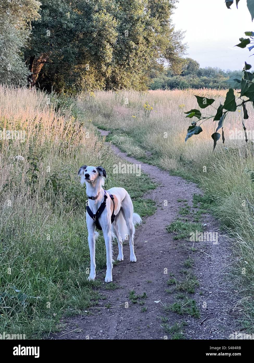 Lurcher running hi-res stock photography and images - Alamy