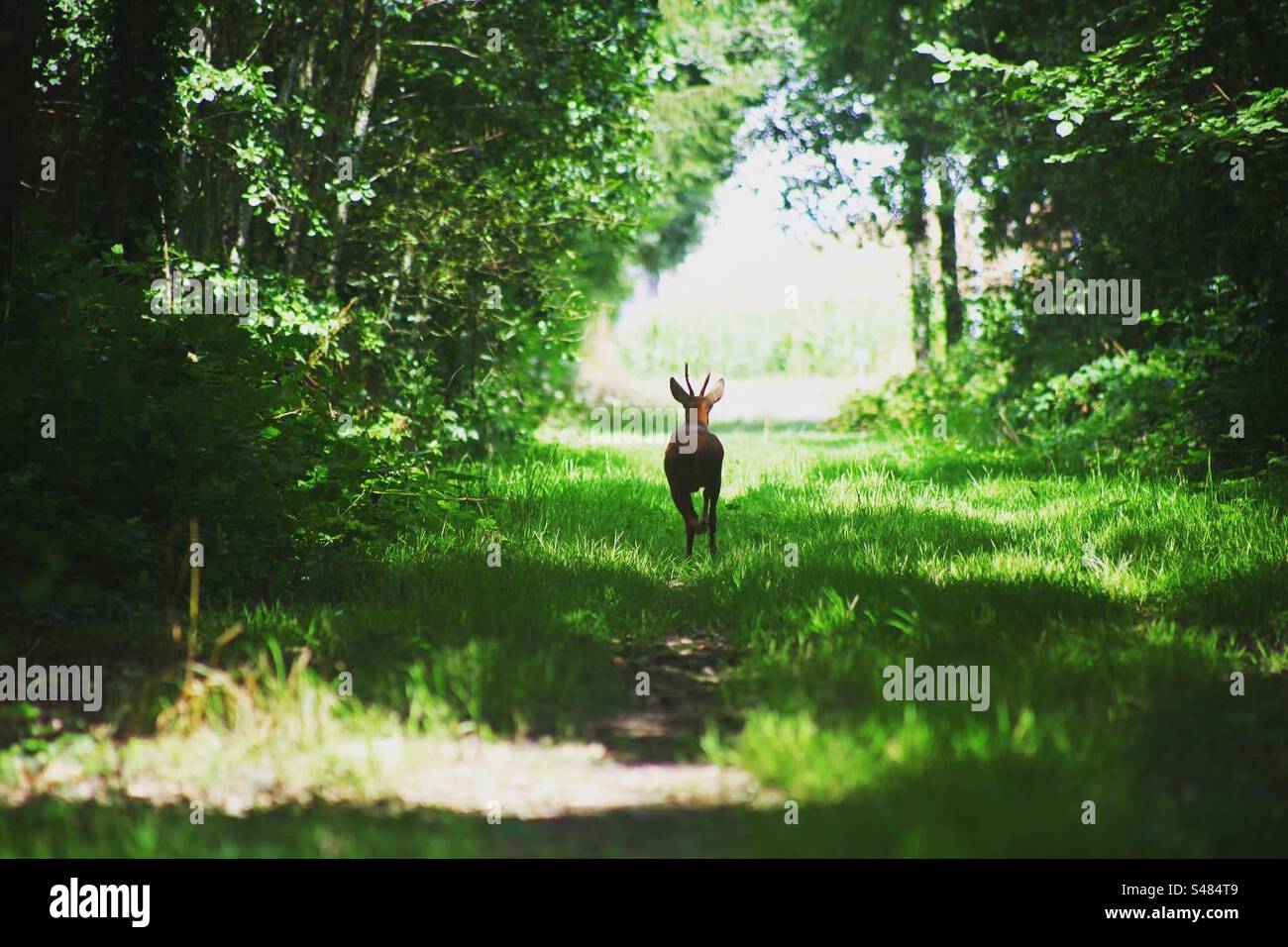 Deer escaping hi-res stock photography and images - Alamy