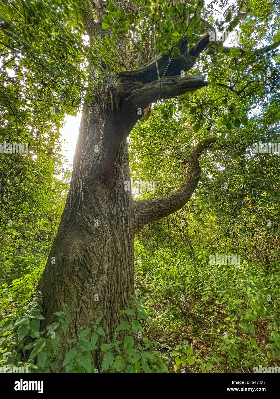 Twisty oak tree Stock Photo - Alamy