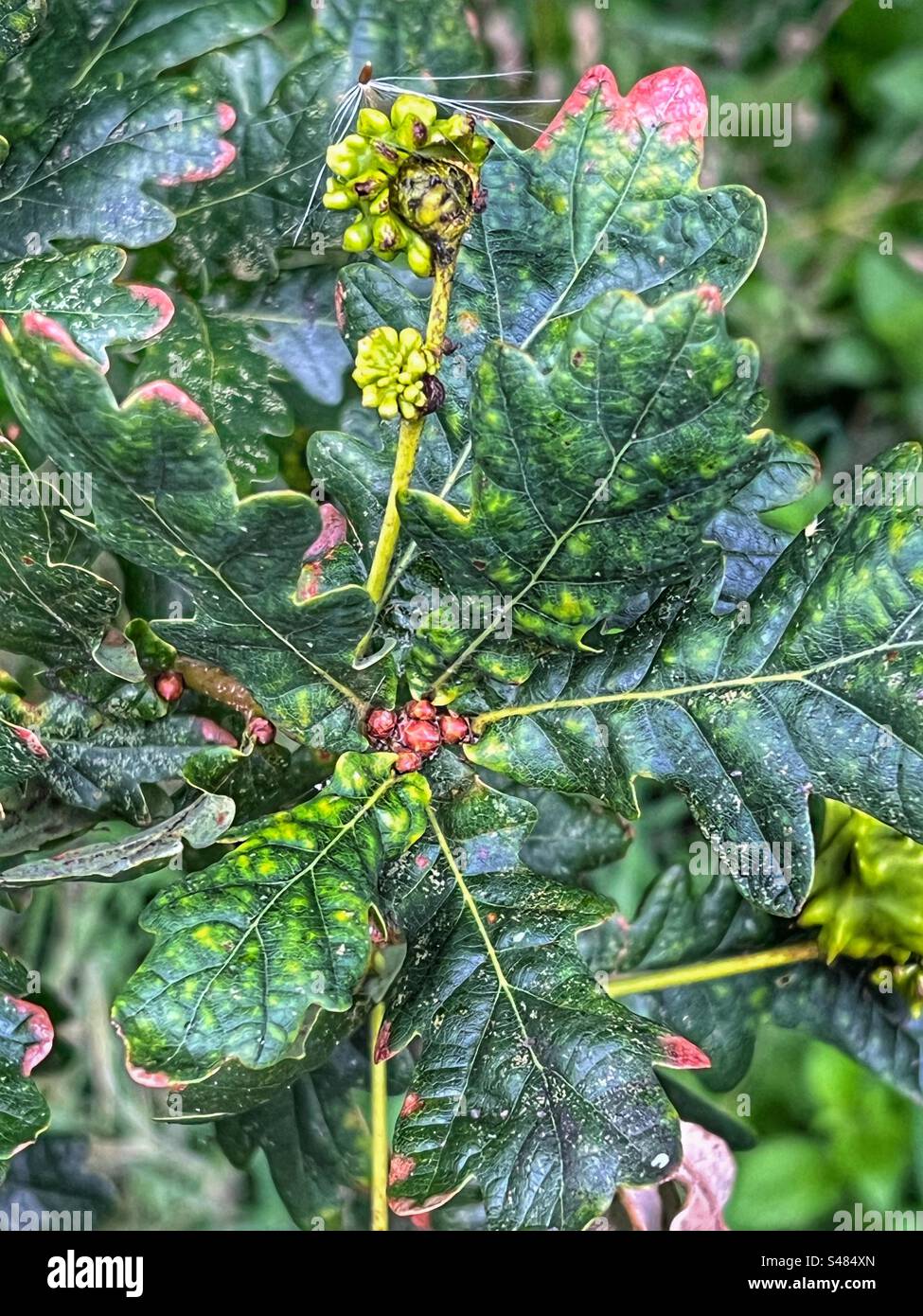 Quercus oak leaves hi-res stock photography and images - Alamy