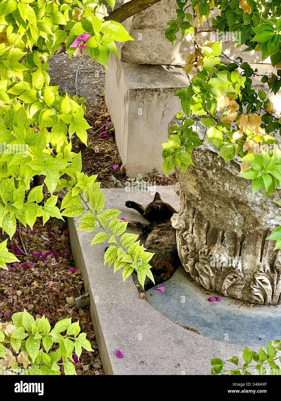 Stray cat hides in the shade of a tree and ancient column ruin in the ...