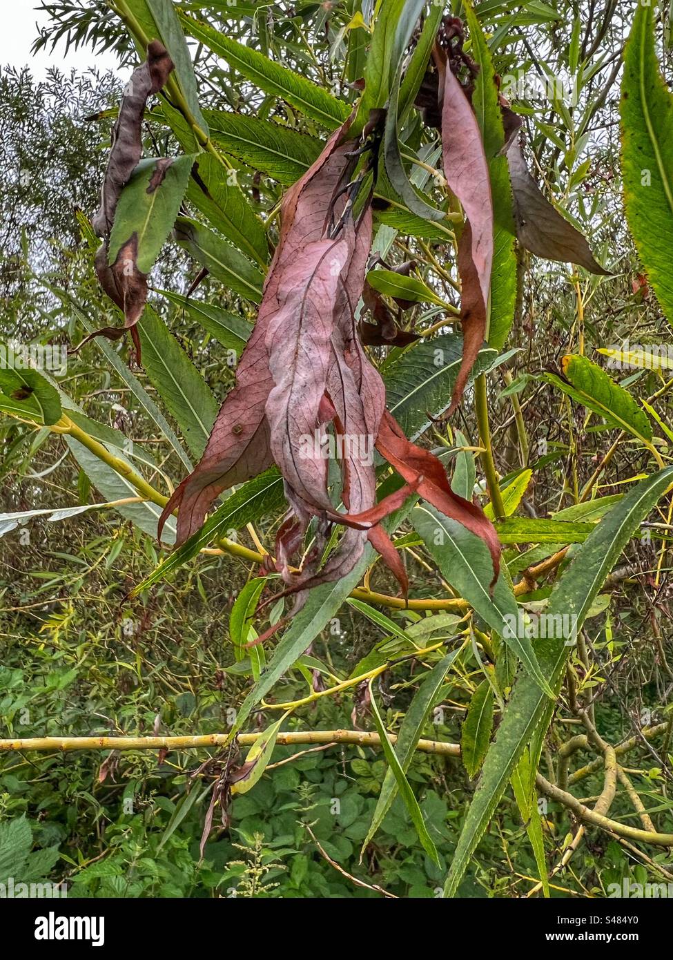 Willow leaves hi-res stock photography and images - Alamy