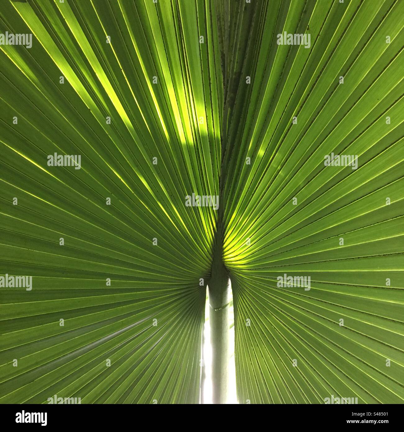 Closeup of large rainforest leaf Stock Photo - Alamy
