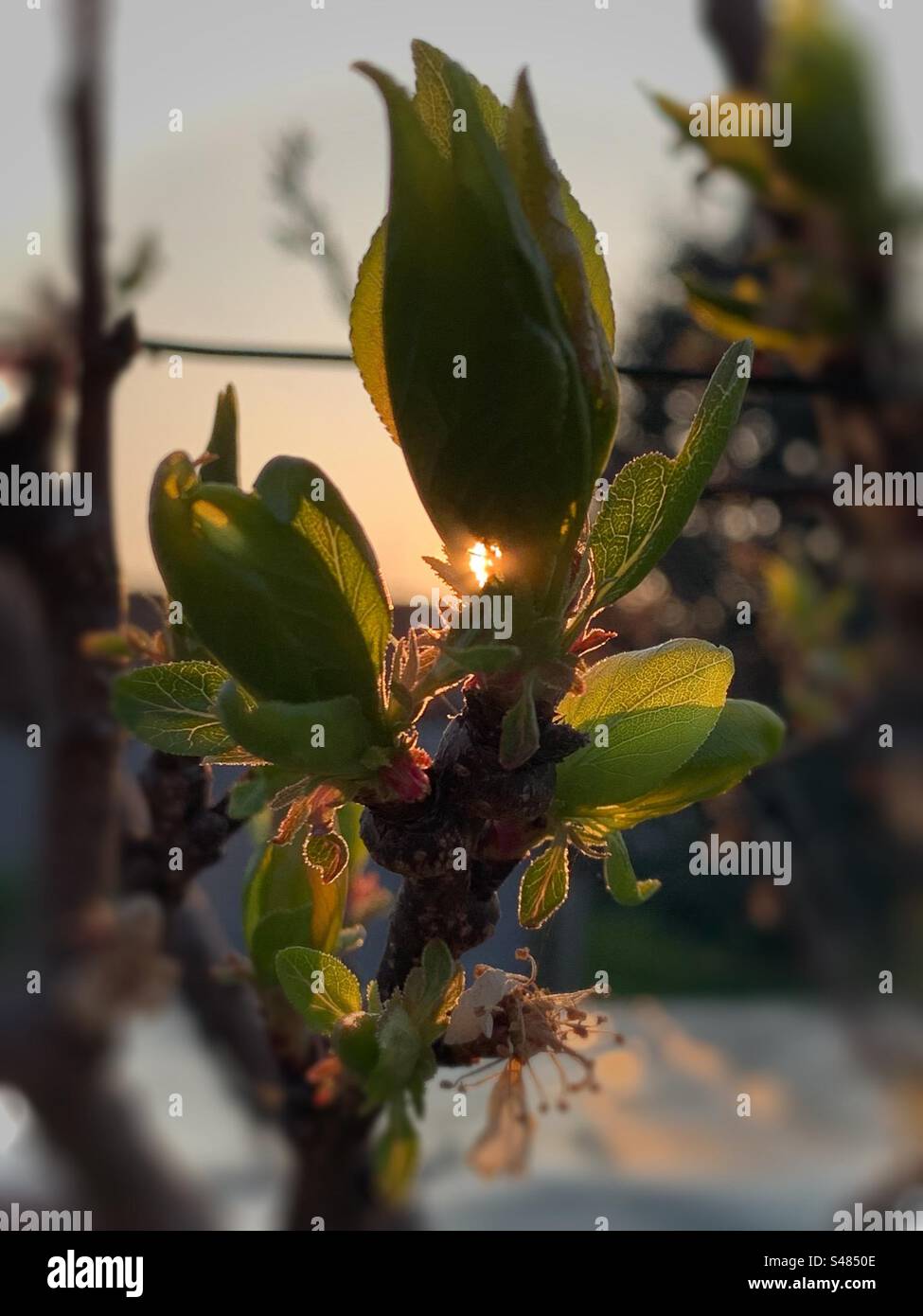 Lowering sun hi-res stock photography and images - Alamy