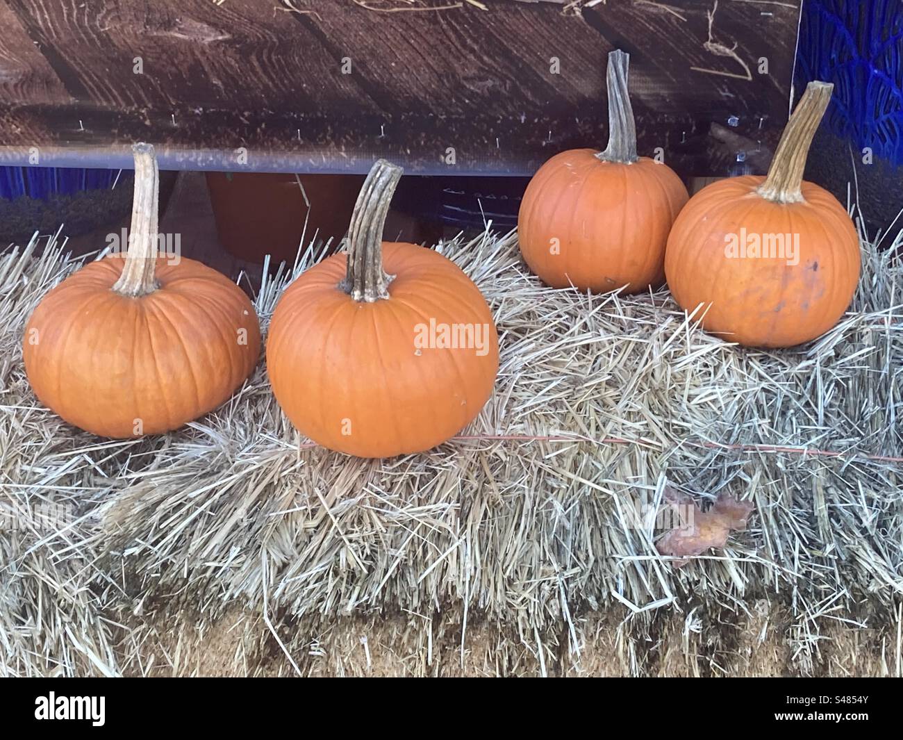 Four pumpkins hi-res stock photography and images - Alamy