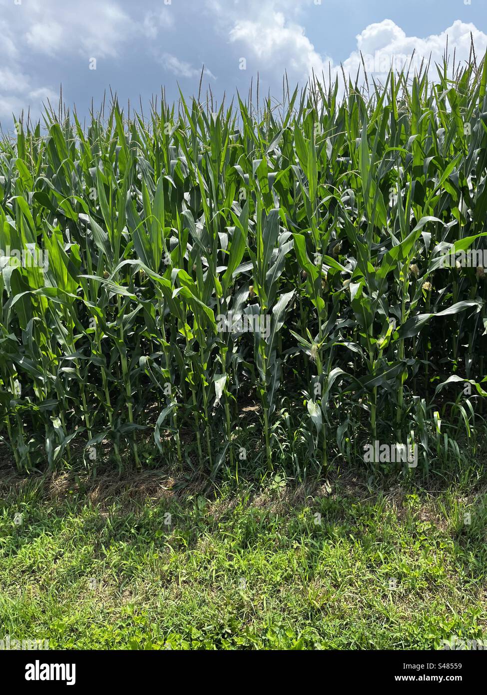 Pennsylvania lancaster corn hi-res stock photography and images - Alamy