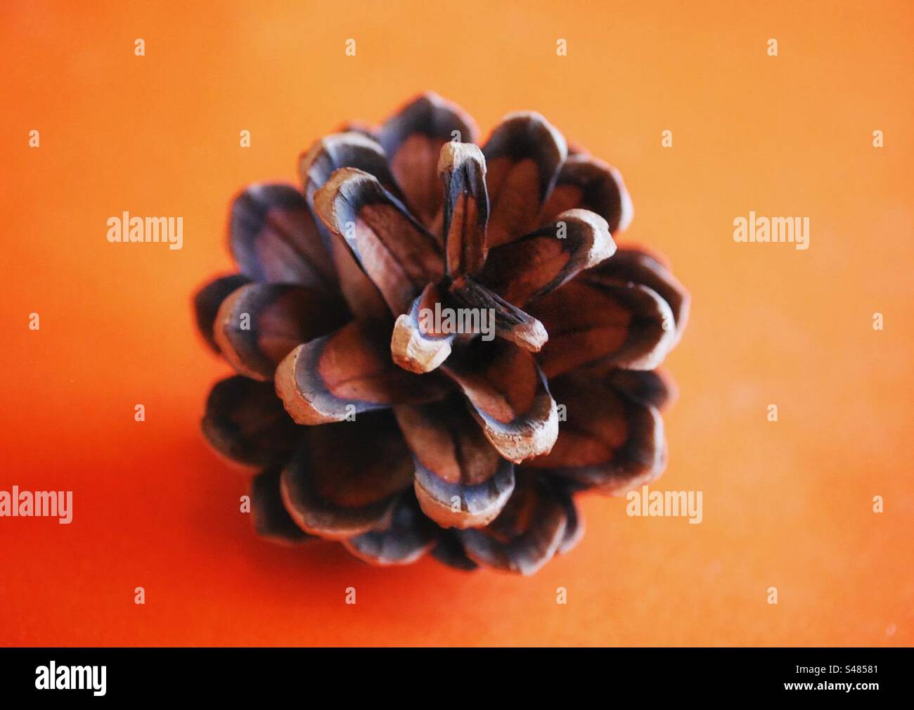 Orange pine hi-res stock photography and images - Alamy