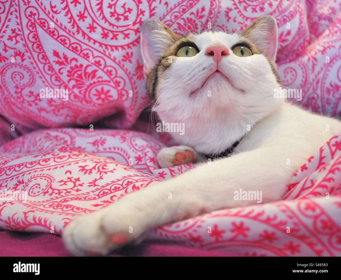 Paisley cat hi-res stock photography and images - Alamy