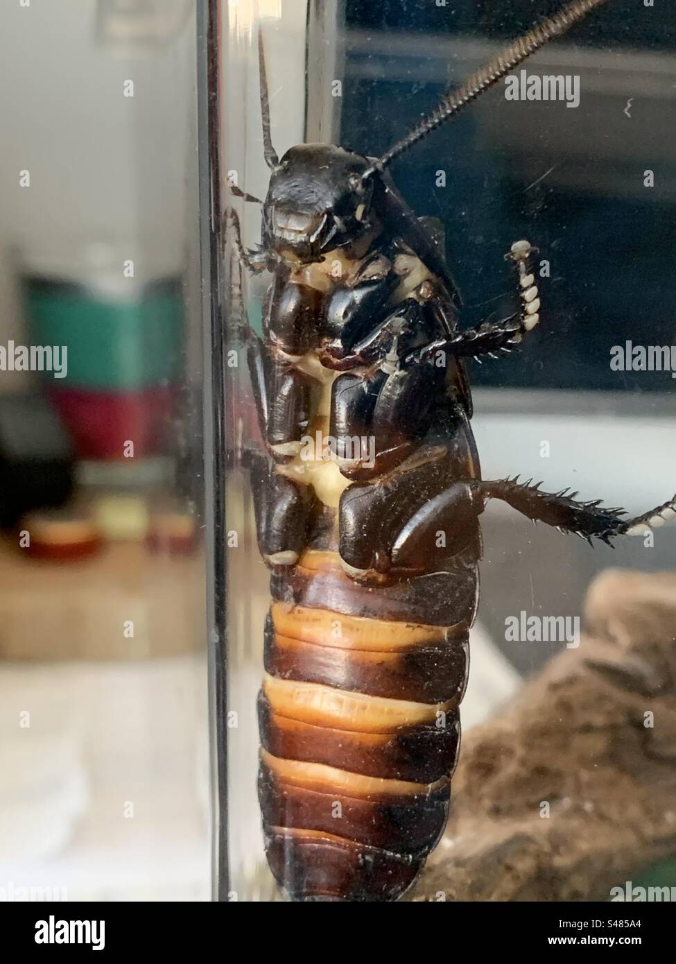 Madagascar cockroach hi-res stock photography and images - Alamy