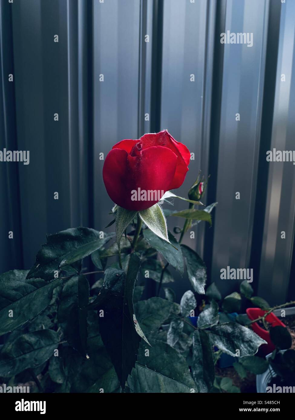 Beautiful red rose Stock Photo - Alamy