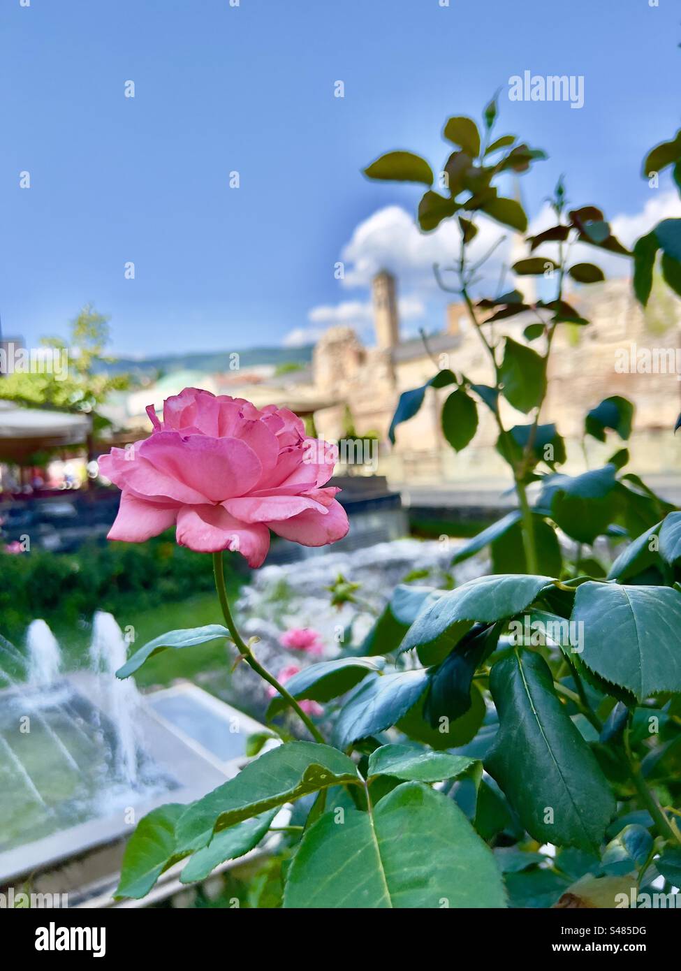 Sarajevo rose hi-res stock photography and images - Alamy