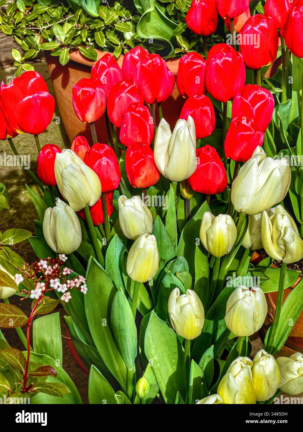 Ted flowers hi-res stock photography and images - Alamy
