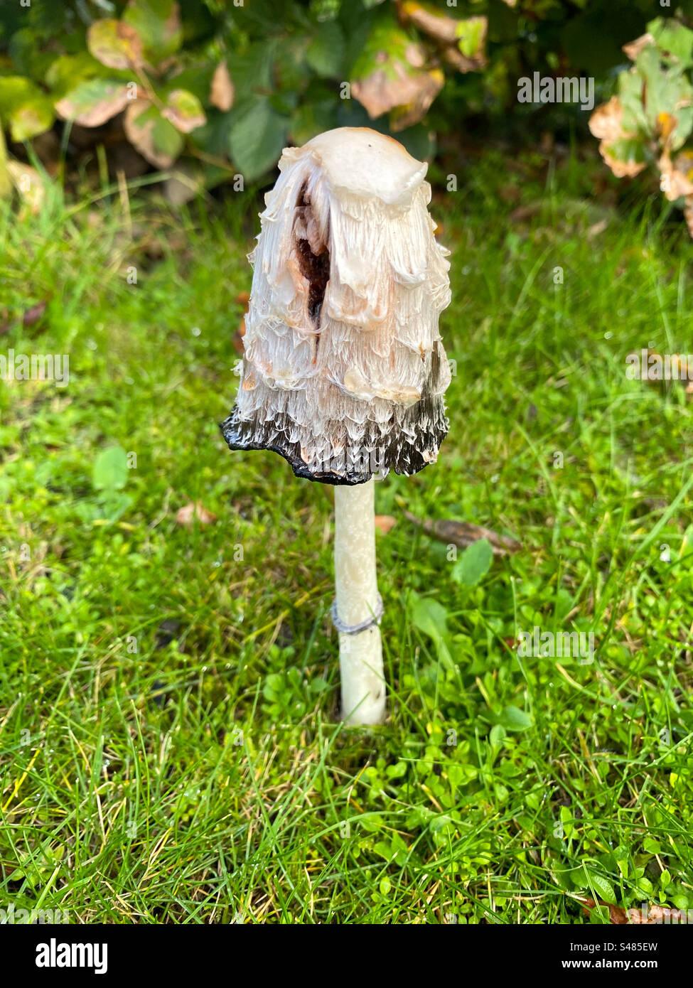 A white toadstool growing in the verge at the side of a road Stock ...