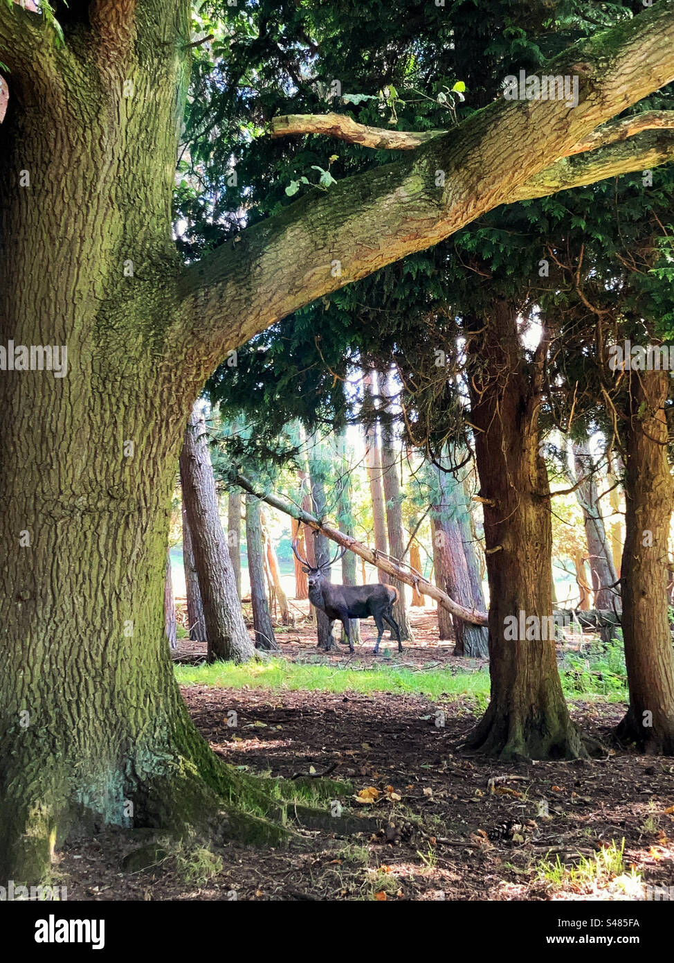 A stag in the woods on the Harewood House Estate Stock Photo - Alamy