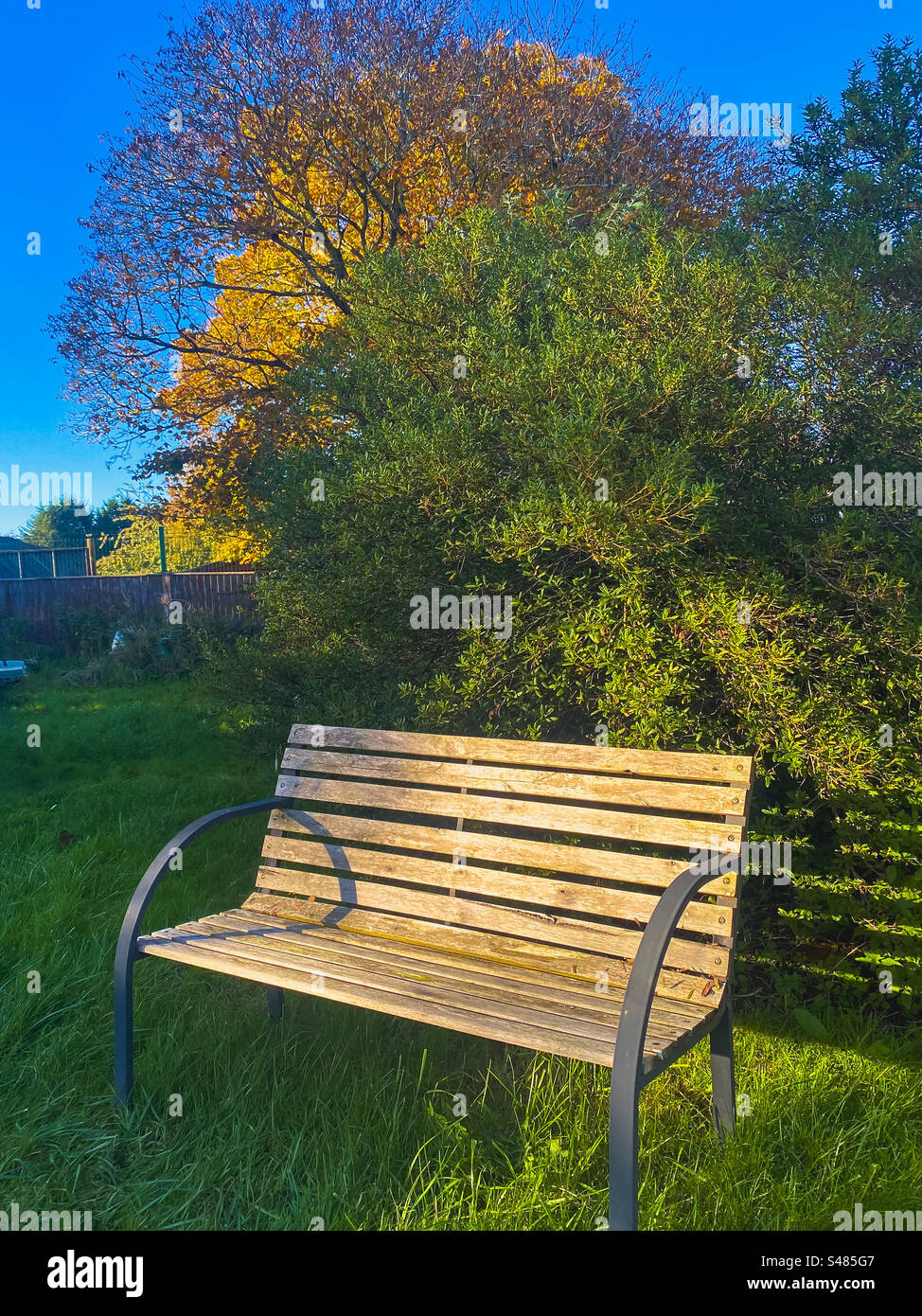 A wooden bench outside in a back garden with trees in winter colours ...