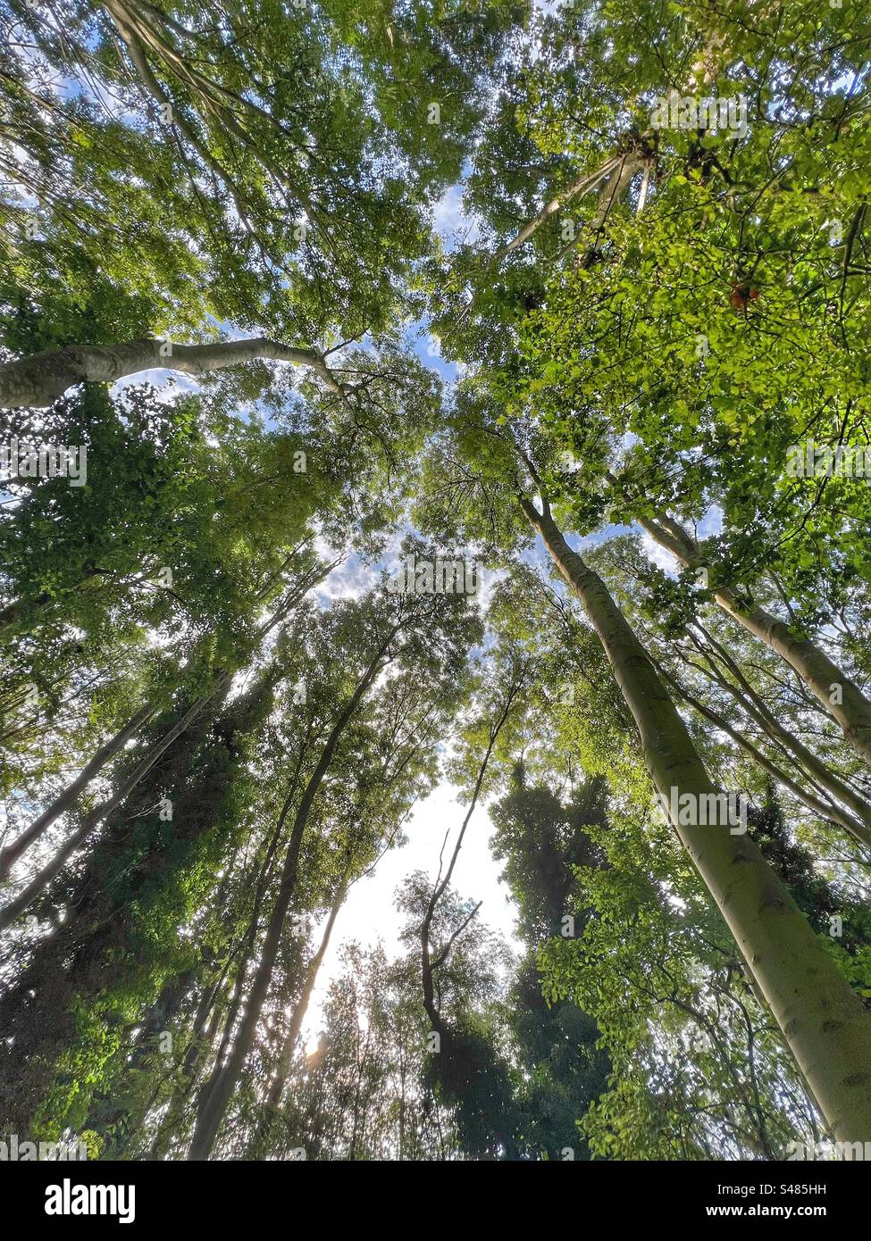 World tree norse mythology hi-res stock photography and images - Alamy