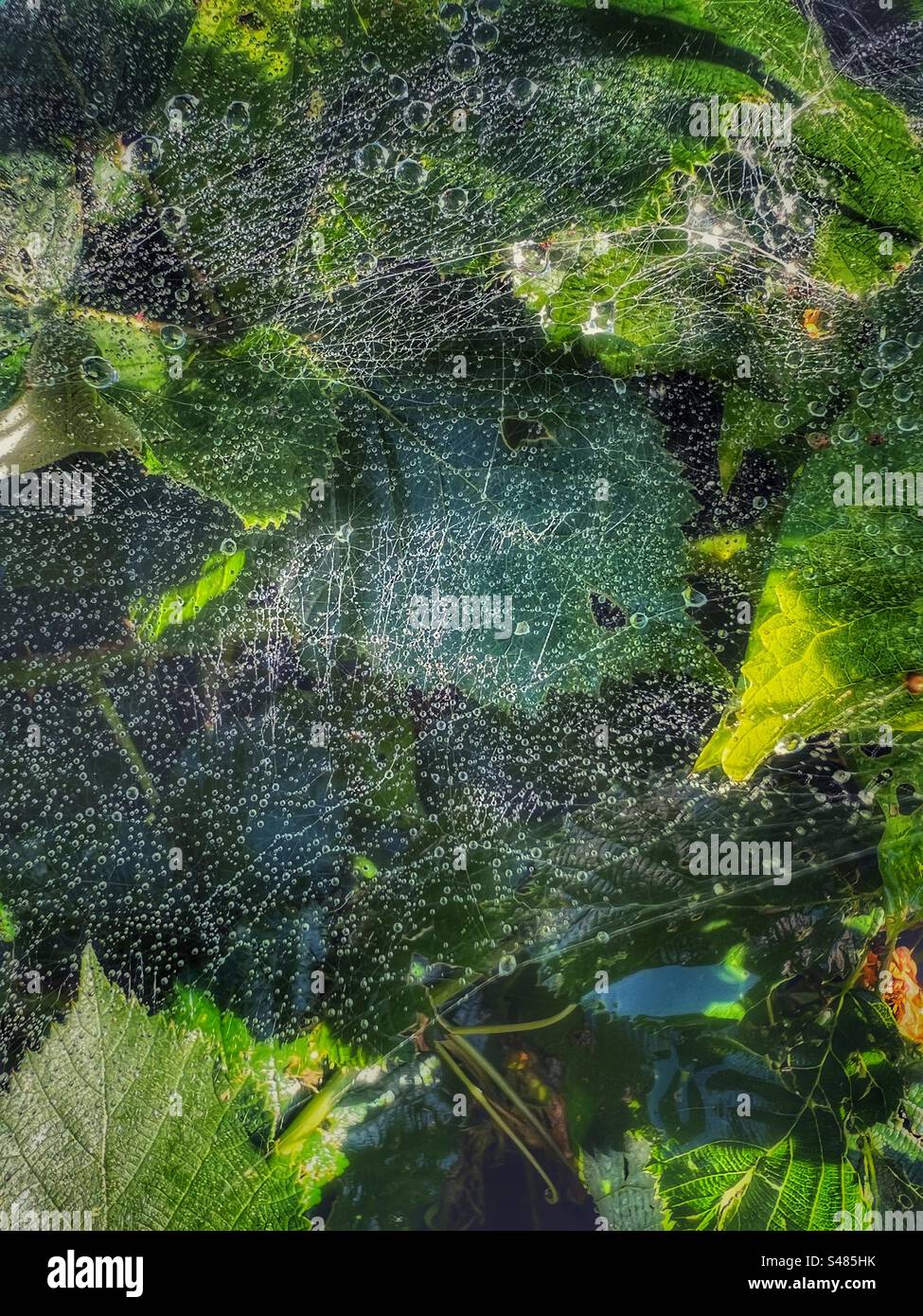 Spiders webs hi-res stock photography and images - Alamy