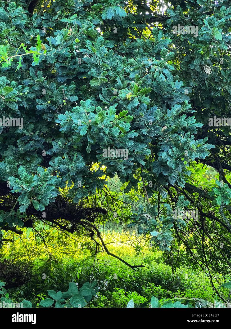Framing with leaves hi-res stock photography and images - Alamy