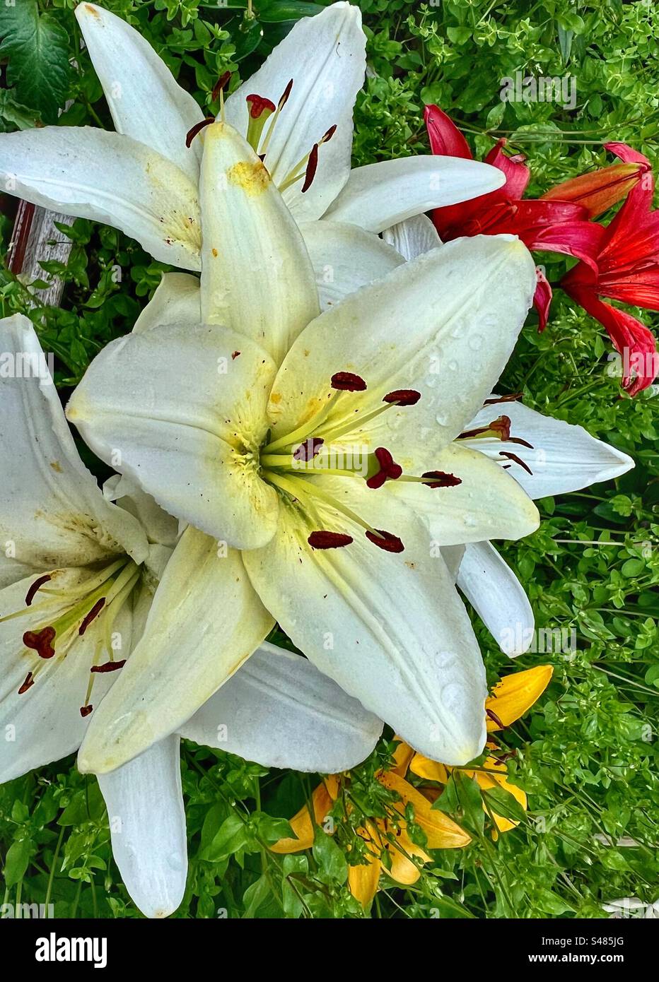Lilies candidum lilies hi-res stock photography and images - Alamy