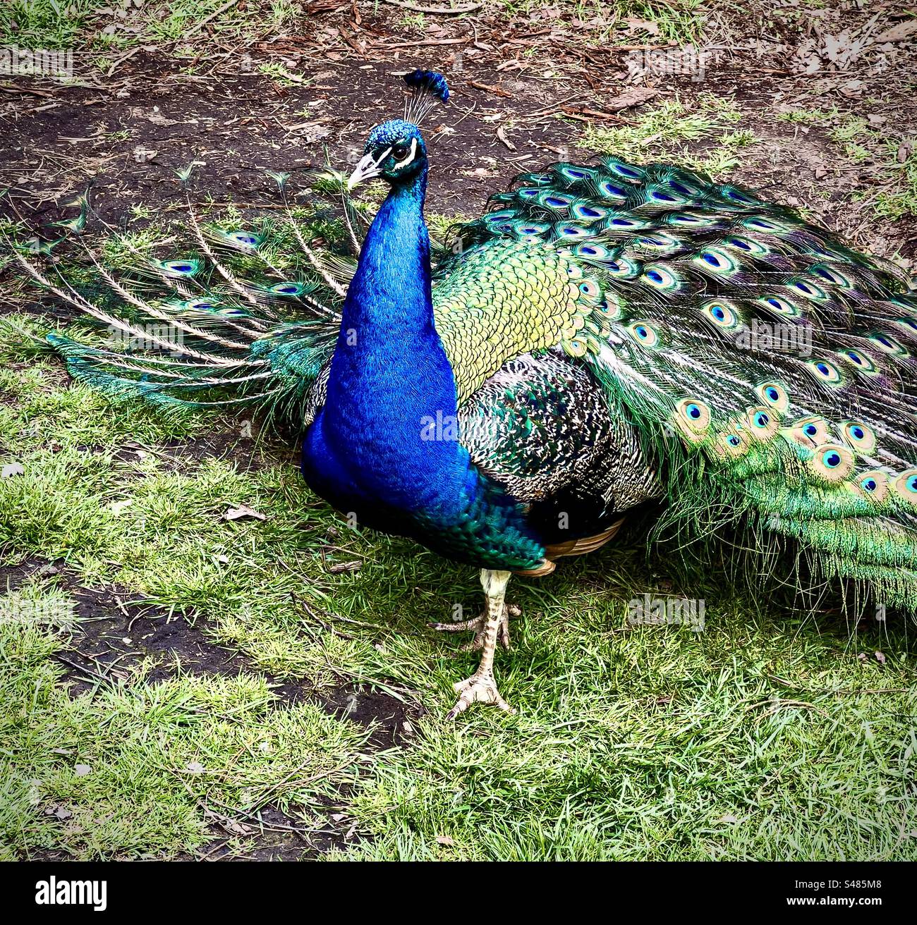 Peacock male in mating season fanning its tail feathers Stock Photo - Alamy