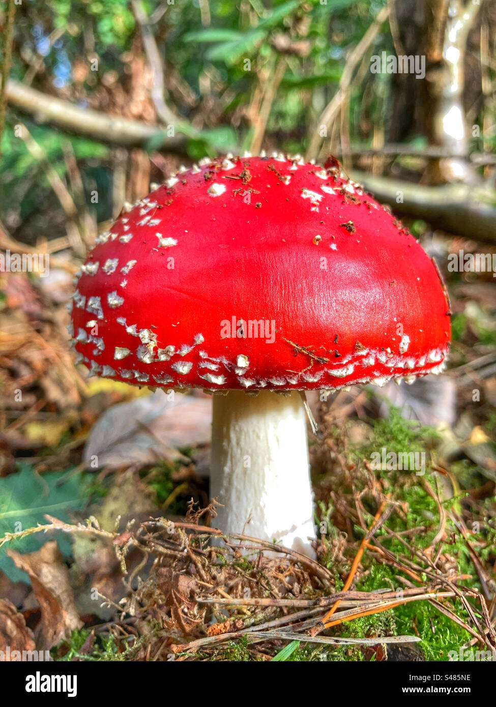 Red mushroom hi-res stock photography and images - Alamy
