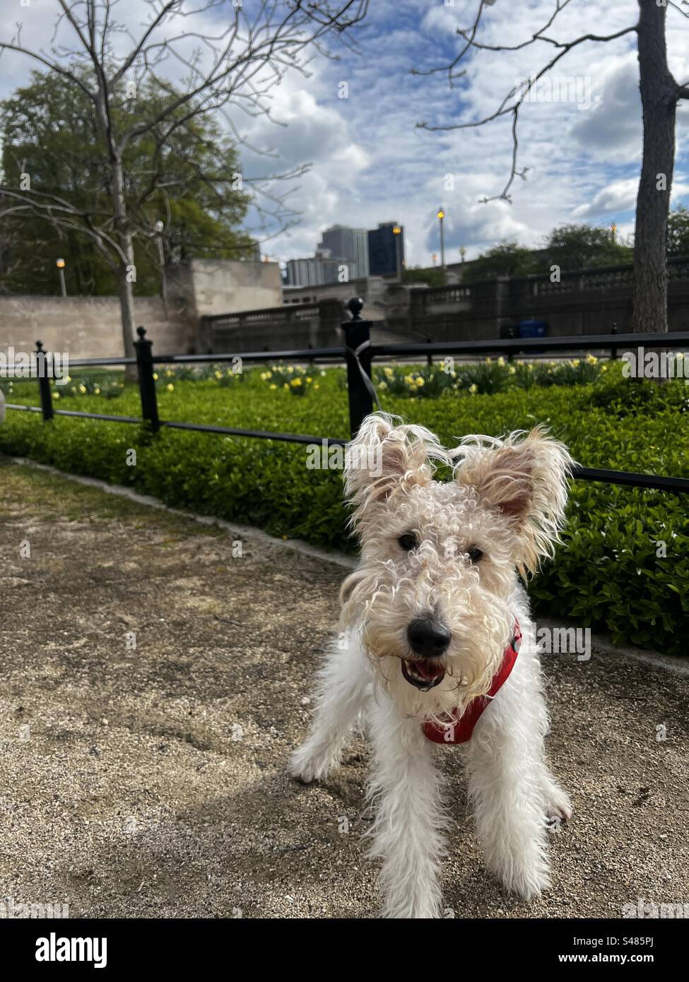 Scruffy terrier hi-res stock photography and images - Alamy