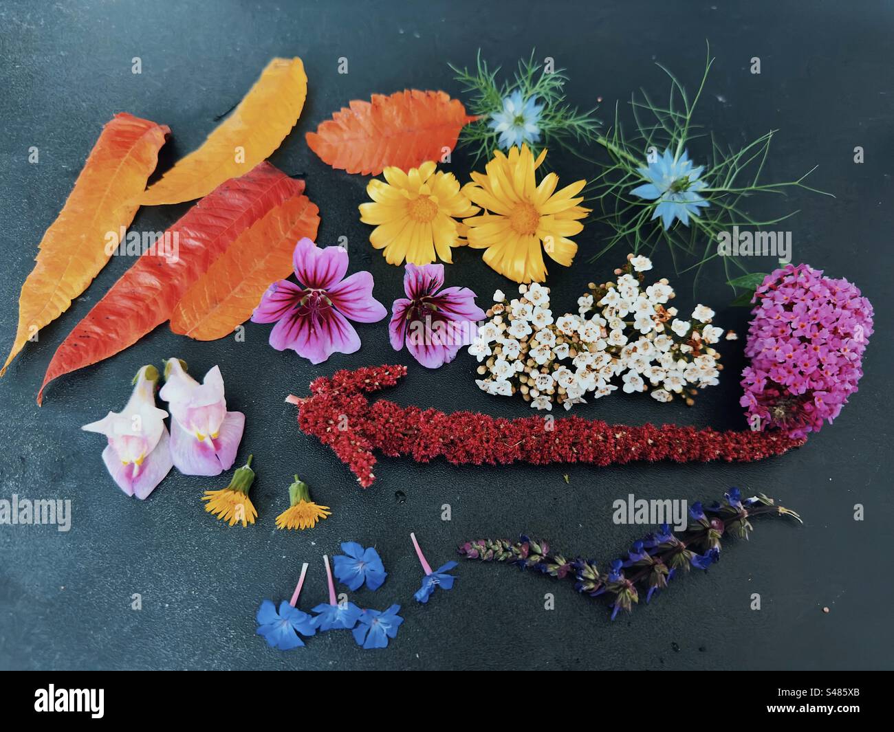 A variety of collected leaves and flowers Stock Photo - Alamy