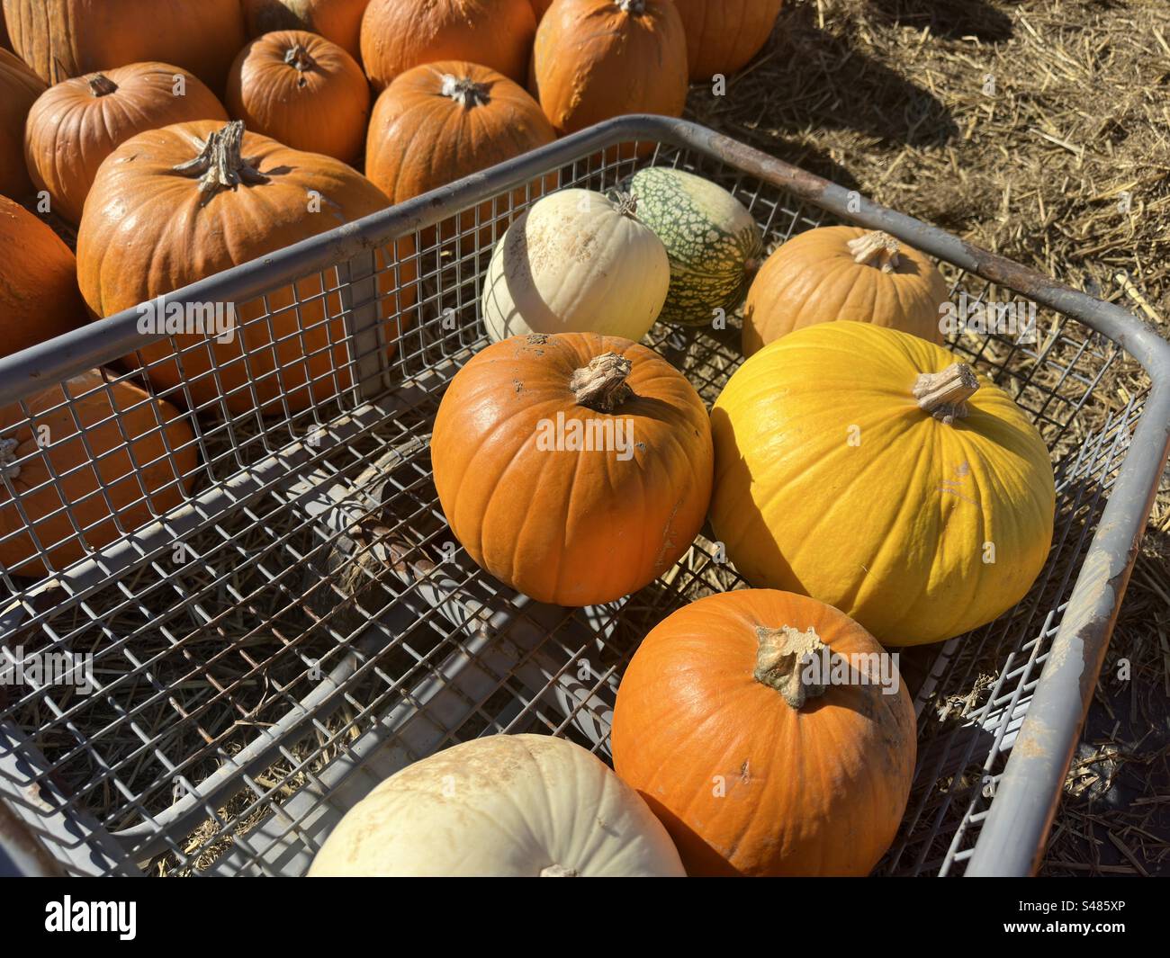 Pumpkins in england hi-res stock photography and images - Alamy