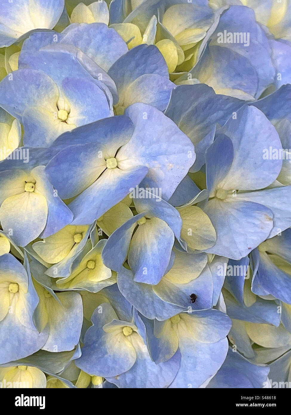 Hydrangea flower. Close view Stock Photo - Alamy