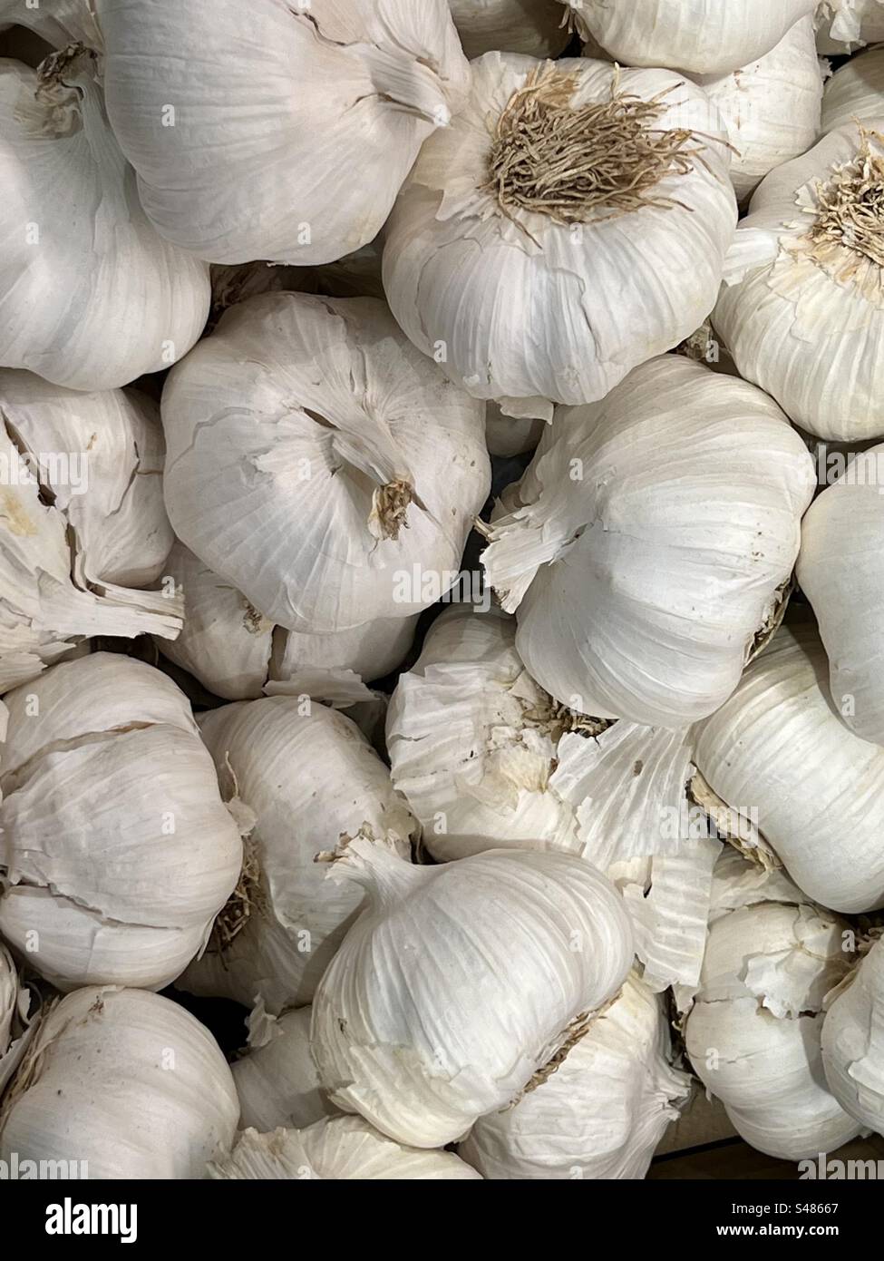 Large Garlic Cloves Stock Photo - Alamy