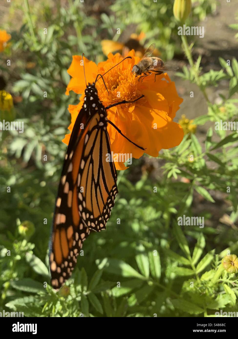 Butterfly and bee hi-res stock photography and images - Alamy