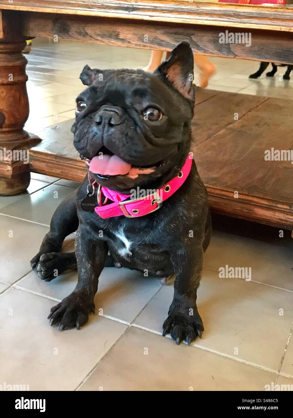 Rescue frenchie hi-res stock photography and images - Alamy