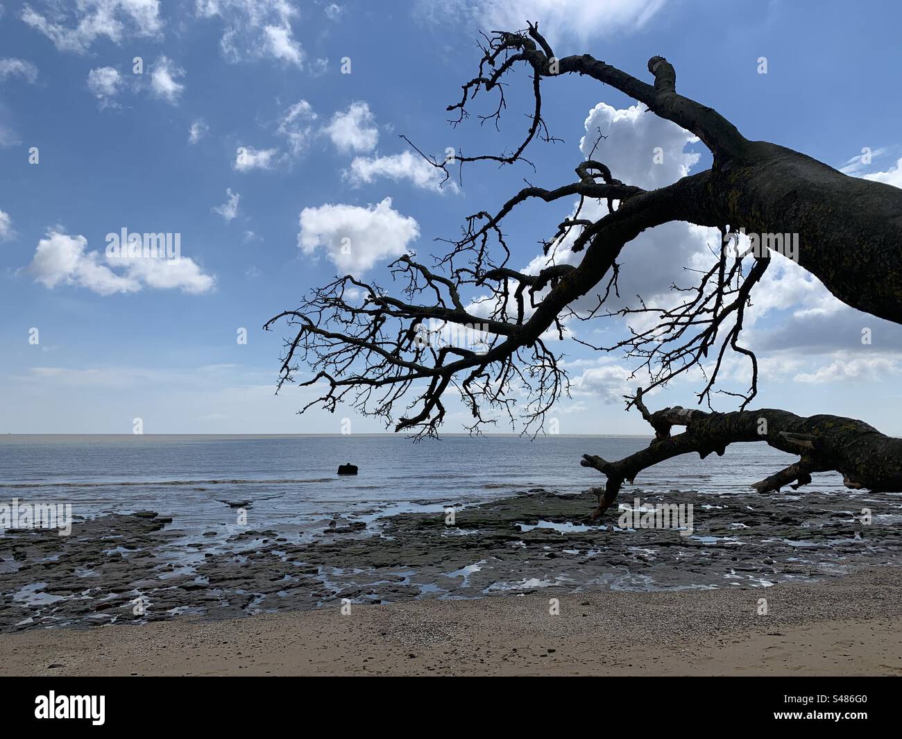 Fallen tree on the beach hi-res stock photography and images - Alamy