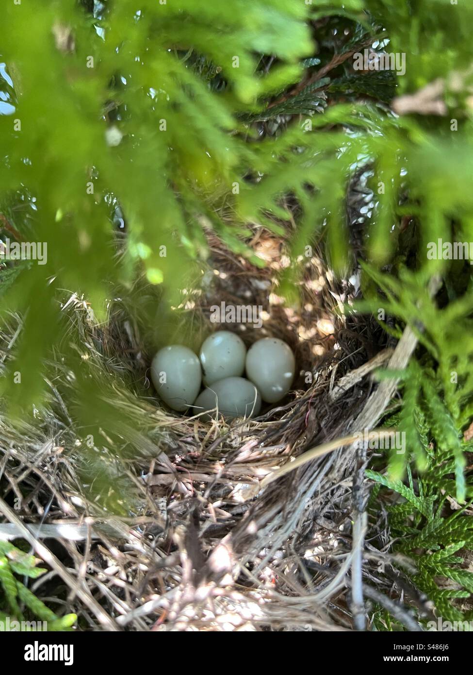 Nest, eggs, nature , birds Stock Photo - Alamy
