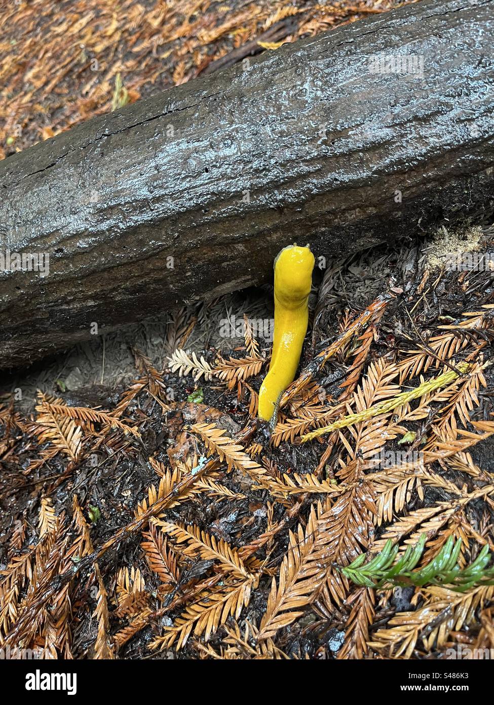 Banana slug hi-res stock photography and images - Alamy