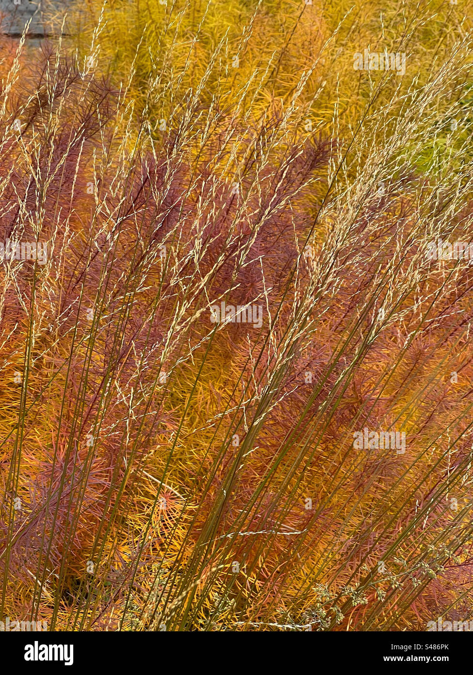 Grass textures on High Line elevated garden in New York Stock Photo - Alamy