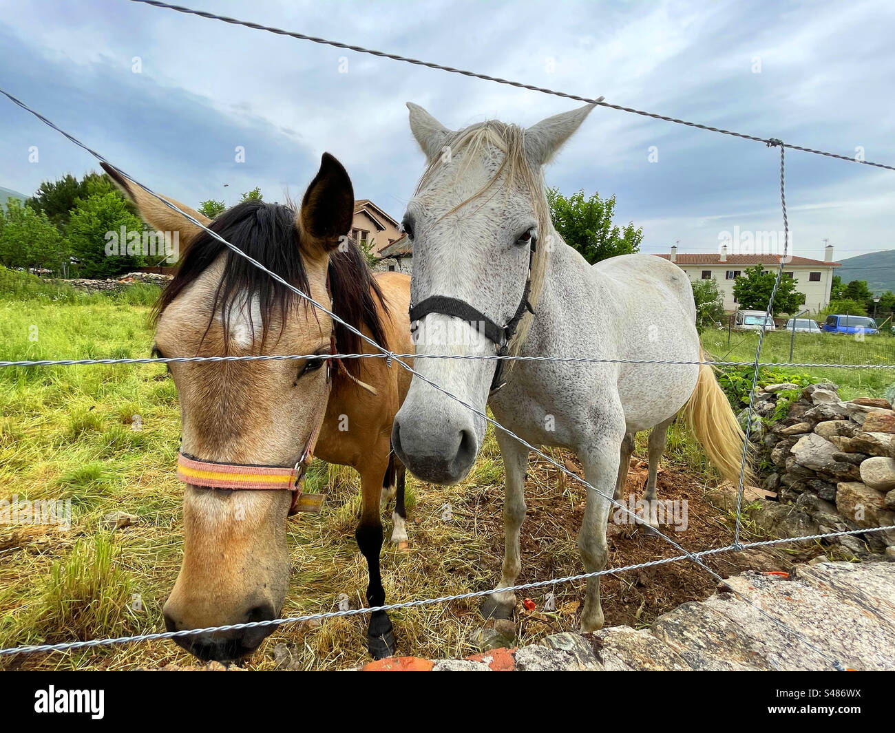 Caballos equino equino animal animales hi-res stock photography and images - Alamy