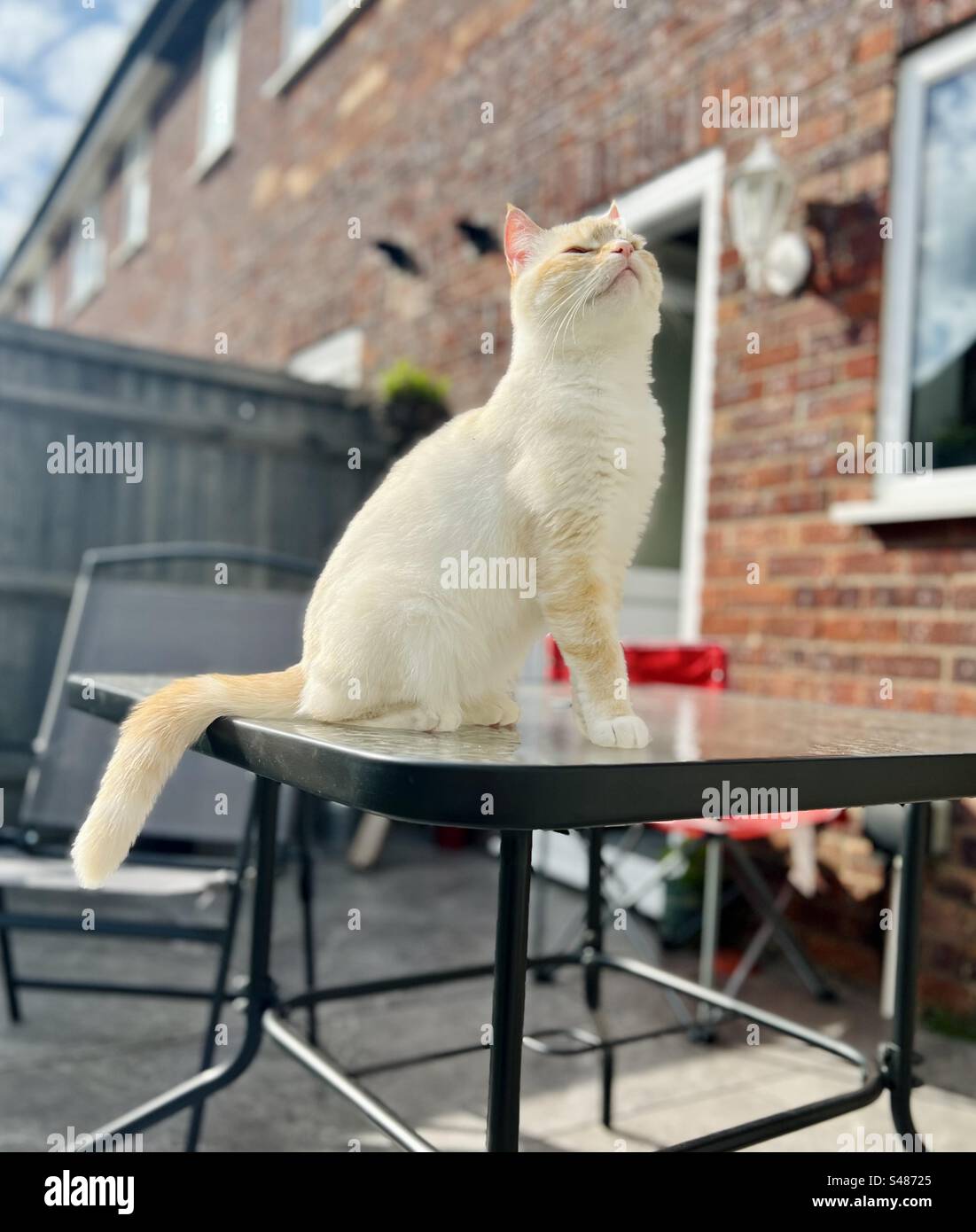 Cat animal table hi-res stock photography and images - Alamy