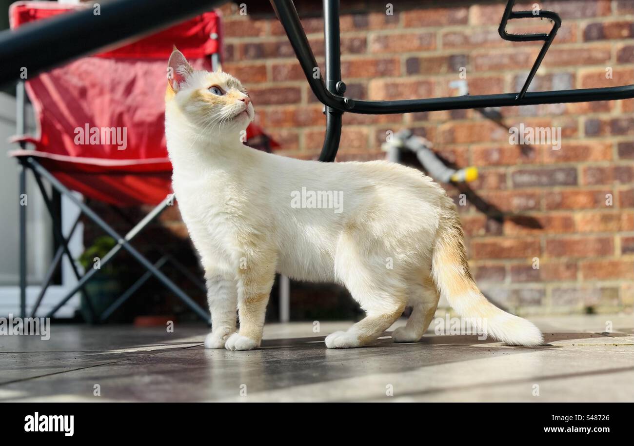Cat looking backwards hi-res stock photography and images - Alamy